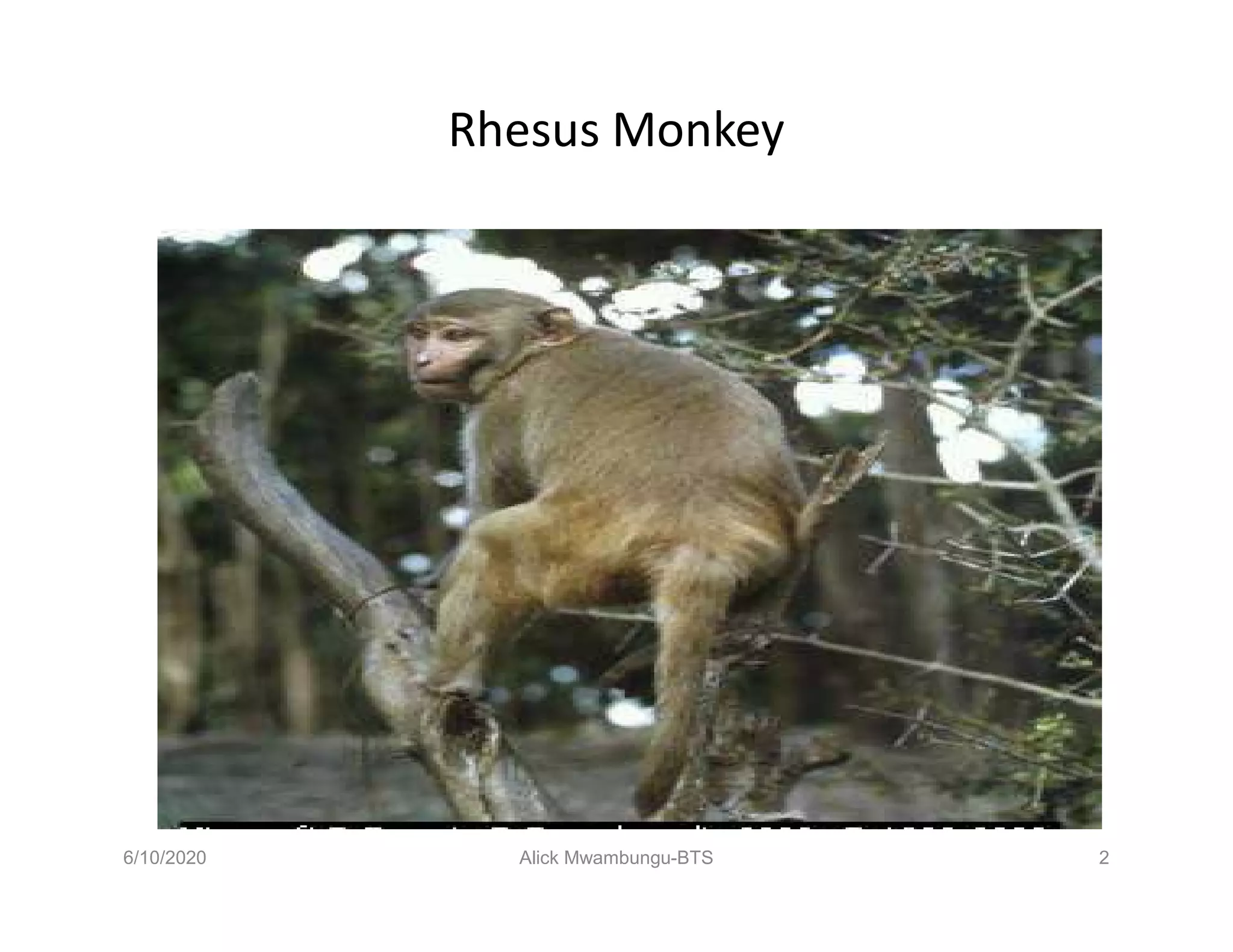 Rhesus Blood Group System | PDF