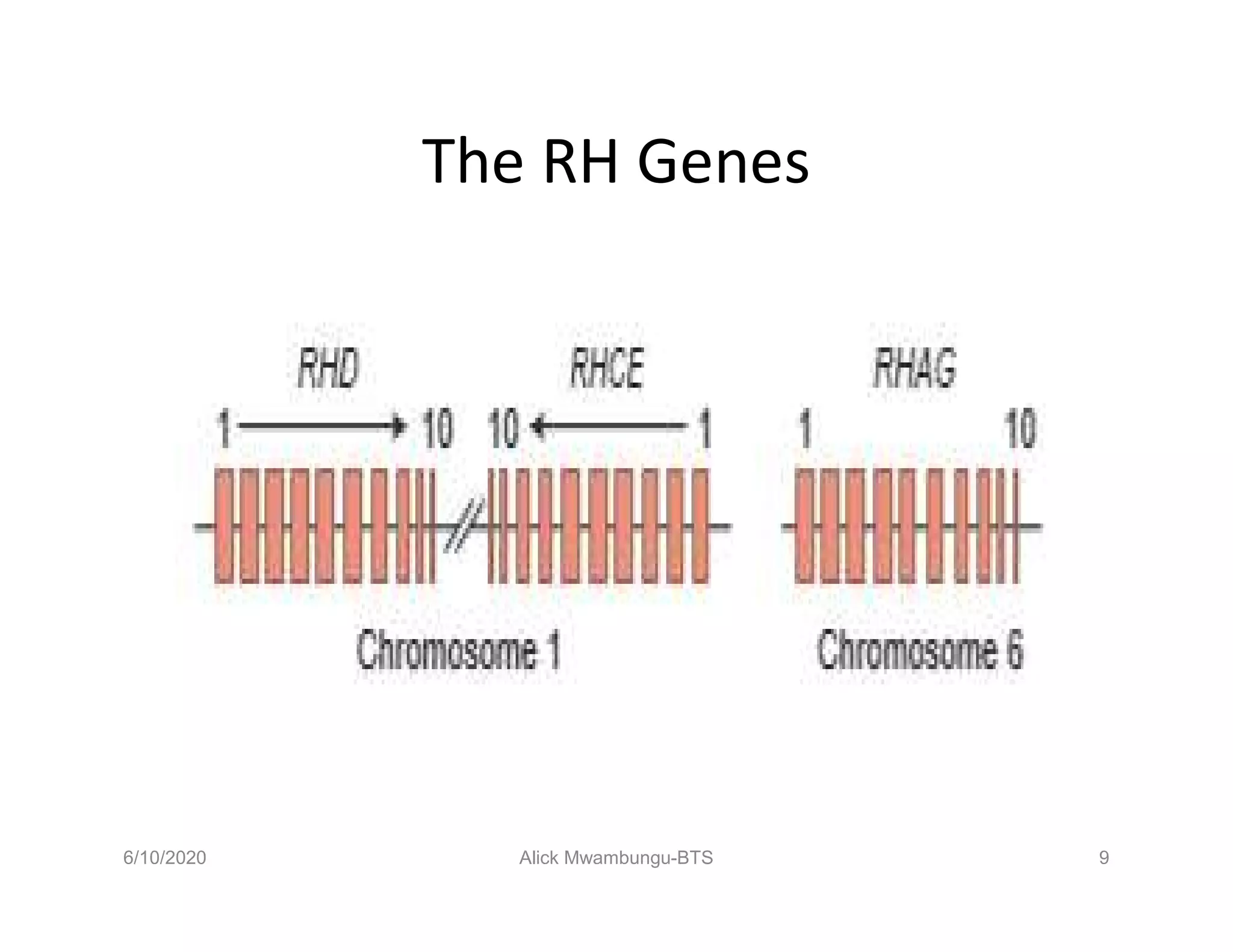 Rhesus Blood Group System | PDF