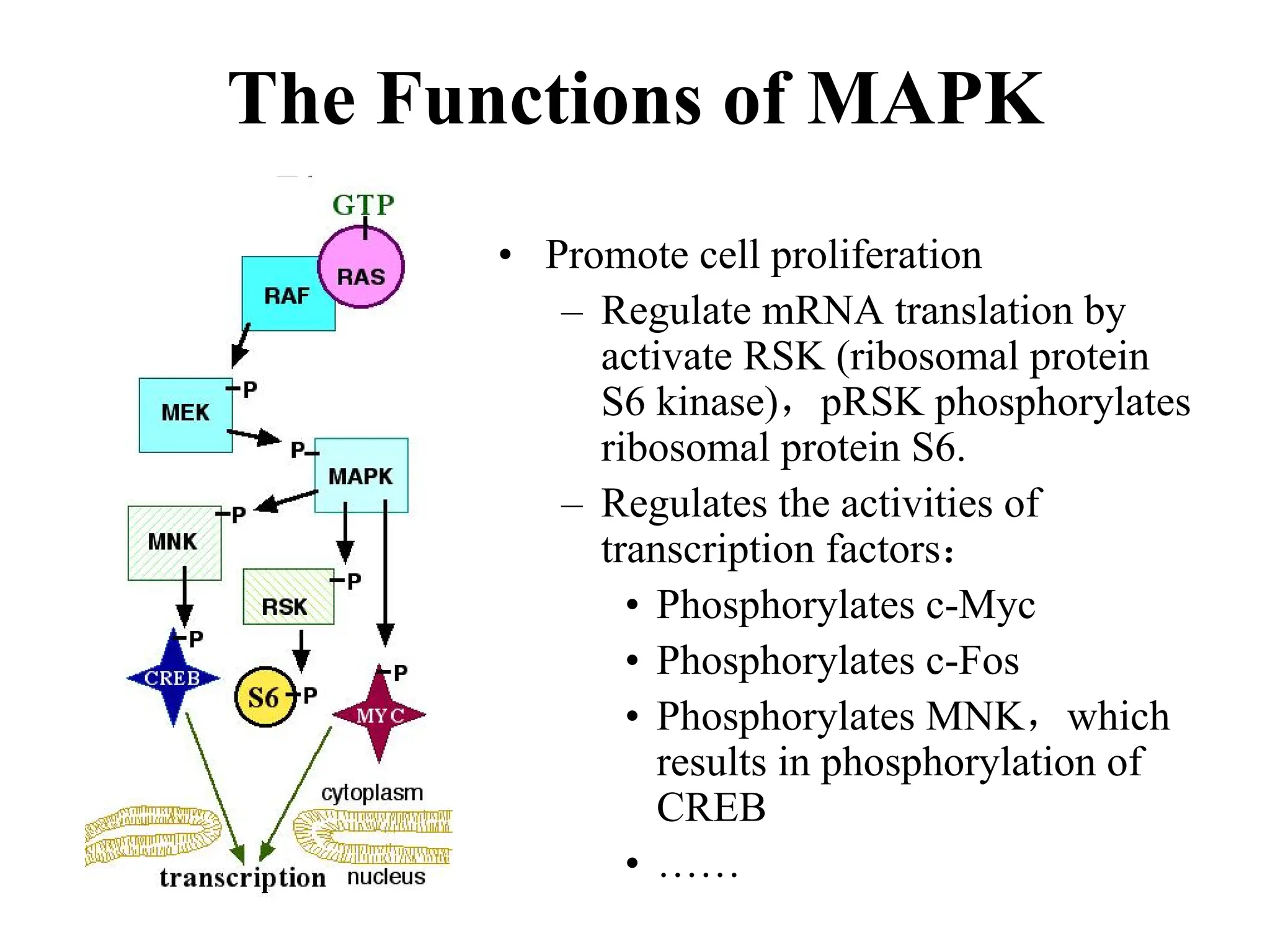6 RTK signaling MAPK Akt.pdfCell signaling presentation | PDF
