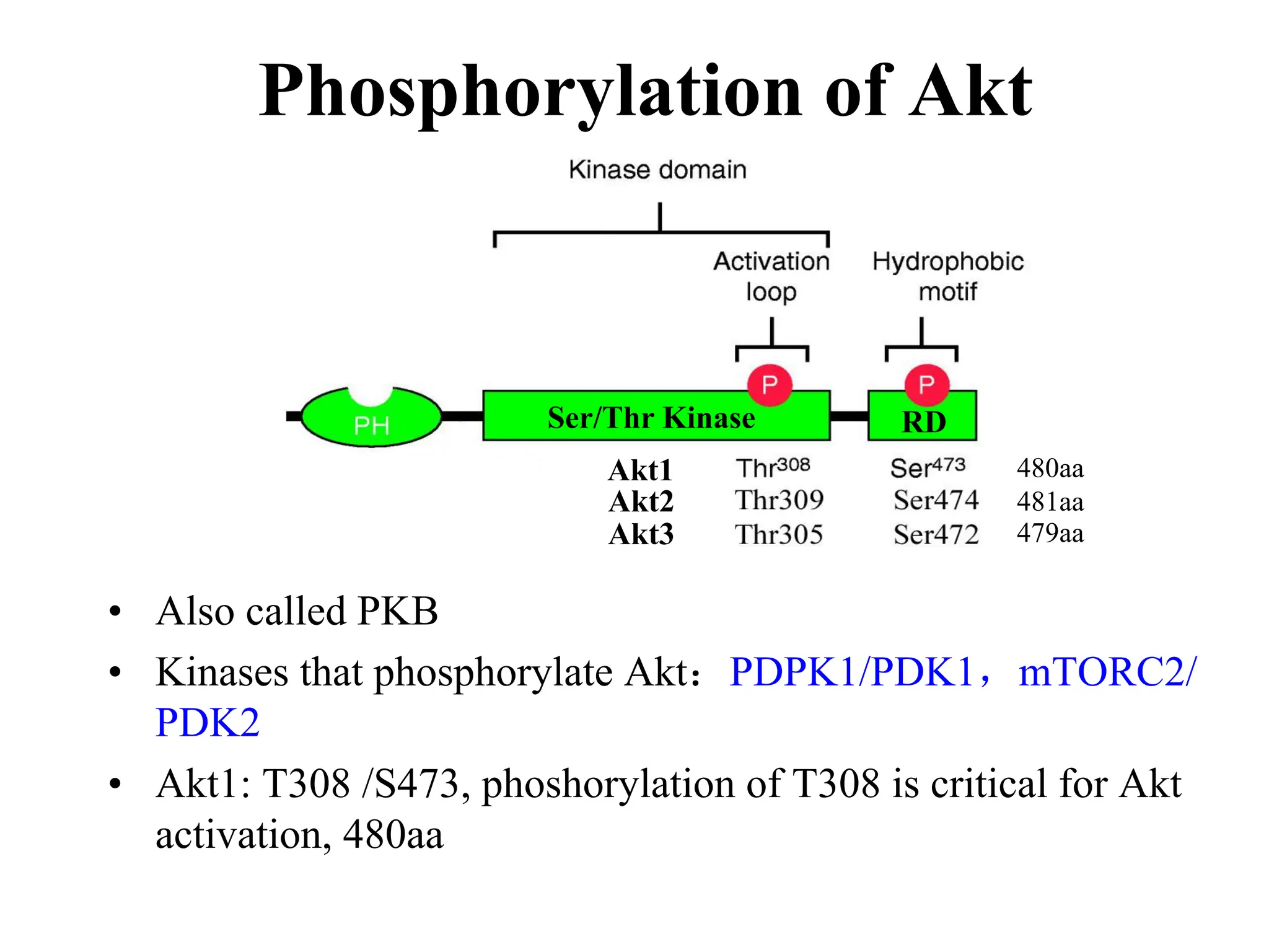 6 RTK signaling MAPK Akt.pdfCell signaling presentation | PPT