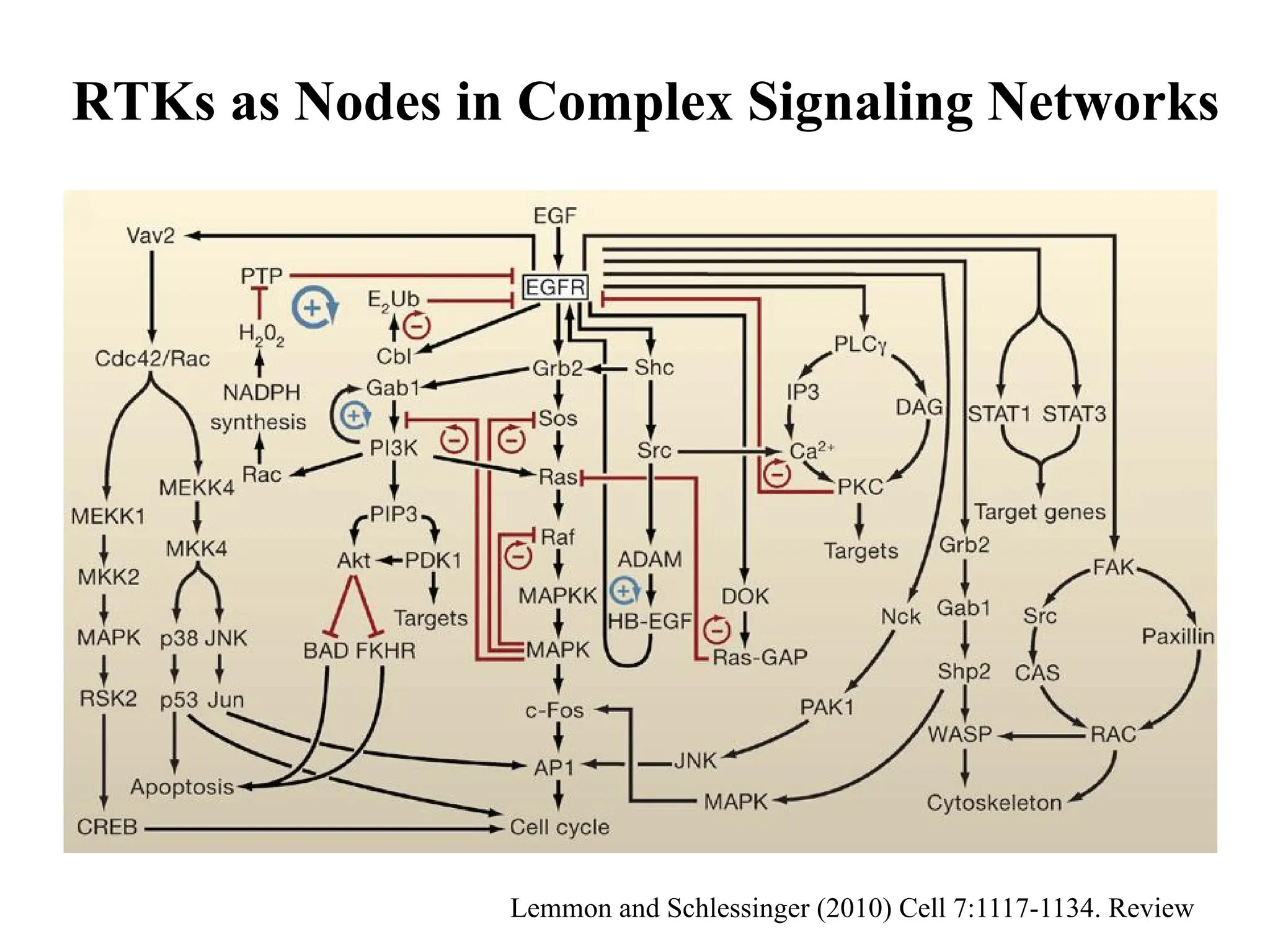 6 RTK signaling MAPK Akt.pdfCell signaling presentation | PDF