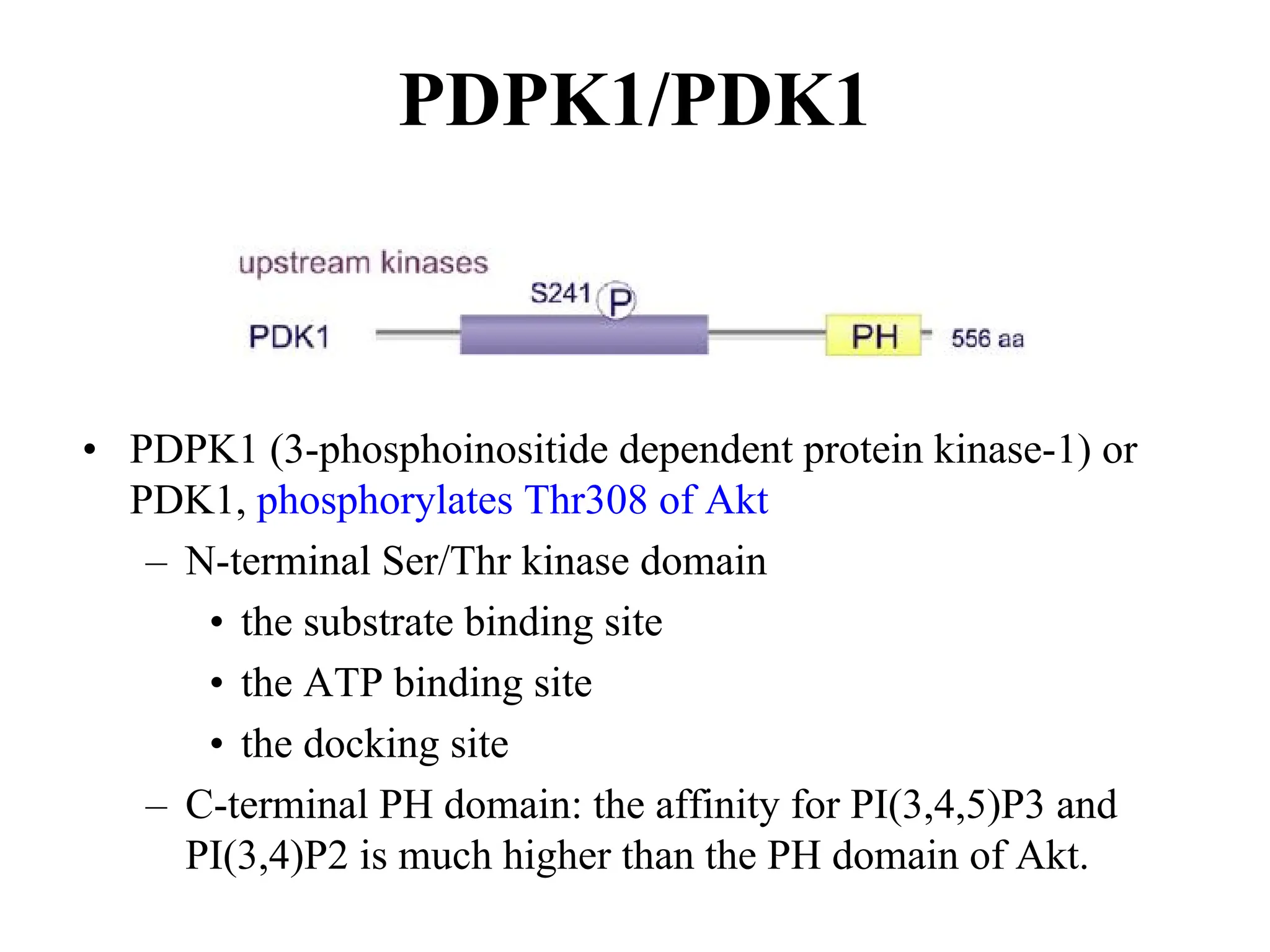 6 RTK signaling MAPK Akt.pdfCell signaling presentation | PPT