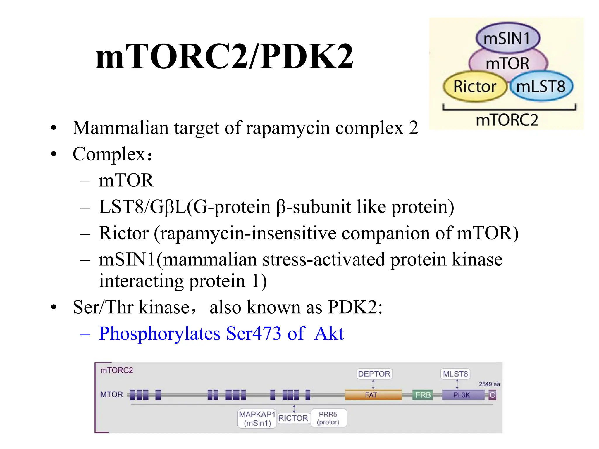 6 RTK signaling MAPK Akt.pdfCell signaling presentation | PPT
