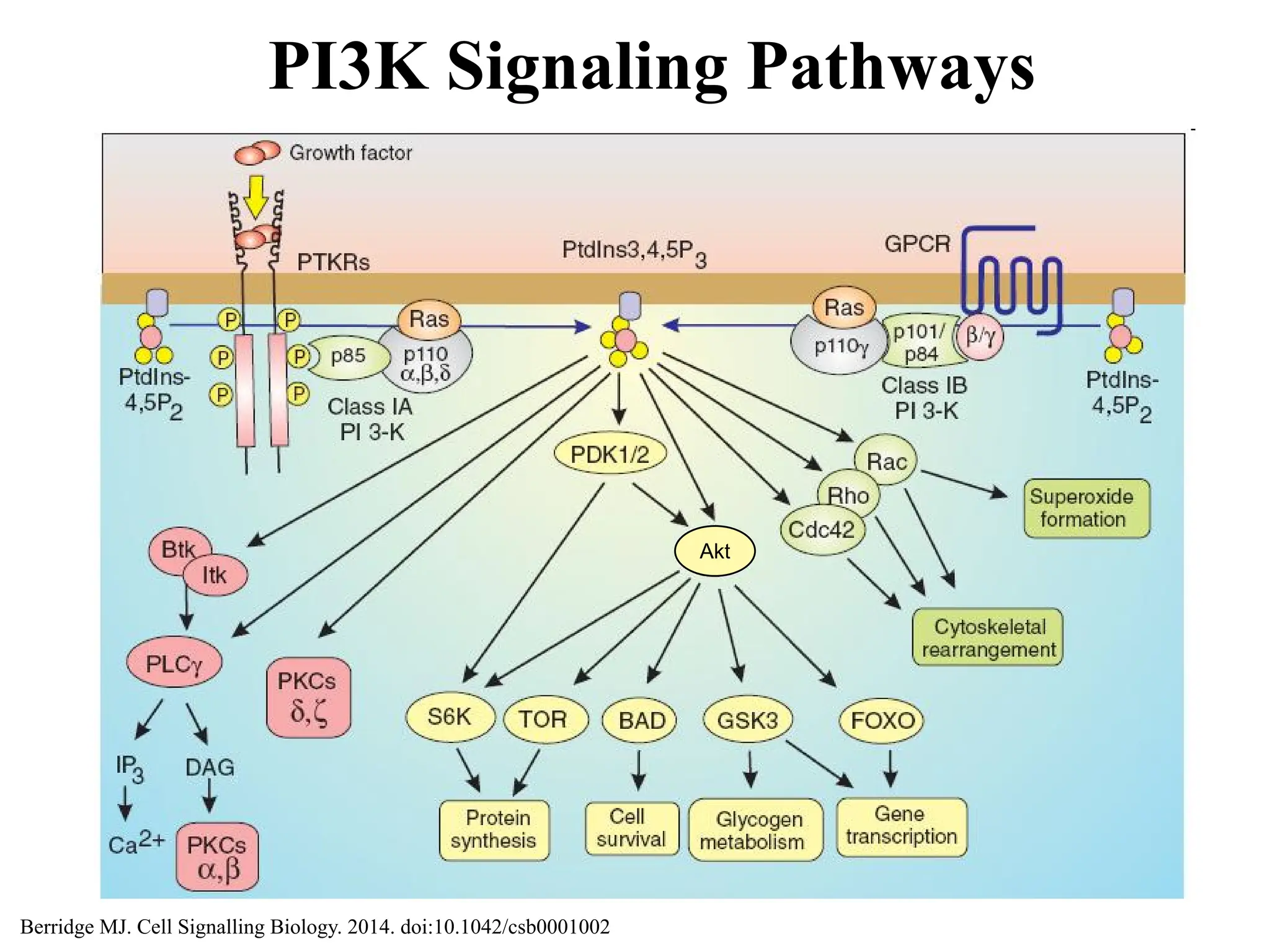 6 RTK signaling MAPK Akt.pdfCell signaling presentation | PPT