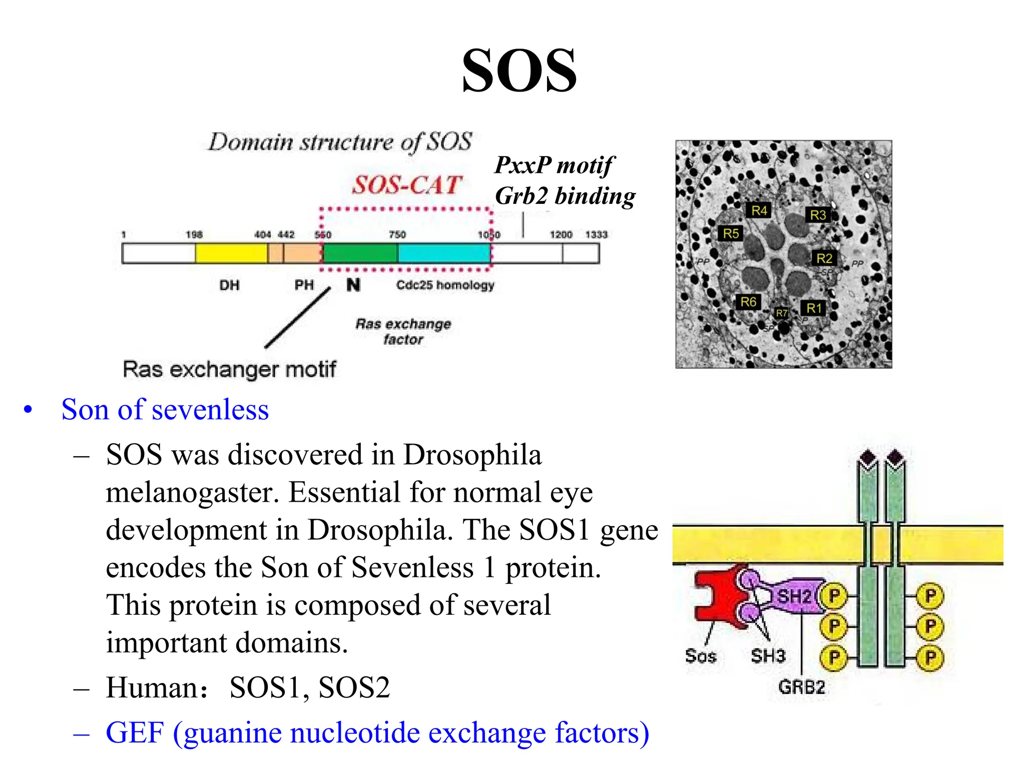 6 RTK signaling MAPK Akt.pdfCell signaling presentation | PDF