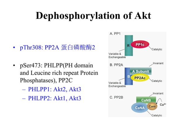 6 RTK signaling MAPK Akt.pdfCell signaling presentation | PPT