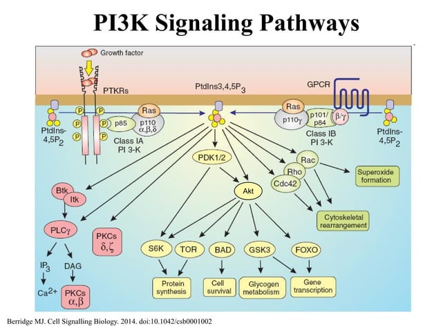6 RTK signaling MAPK Akt.pdfCell signaling presentation | PPT
