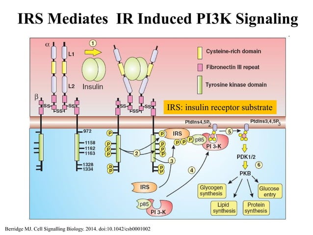 6 RTK signaling MAPK Akt.pdfCell signaling presentation | PPT
