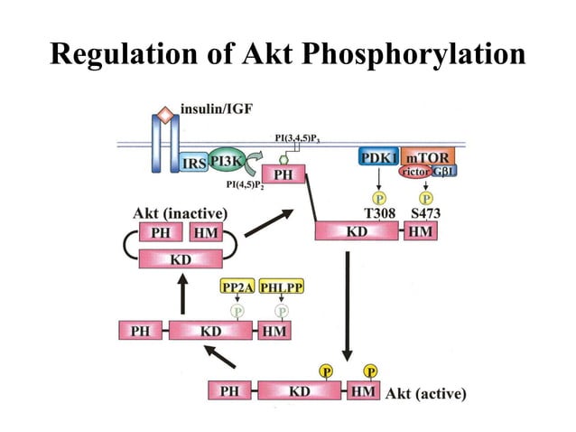 6 RTK signaling MAPK Akt.pdfCell signaling presentation | PPT