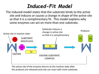 Enzymes | PPTX