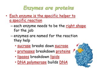 Enzymes | PPTX
