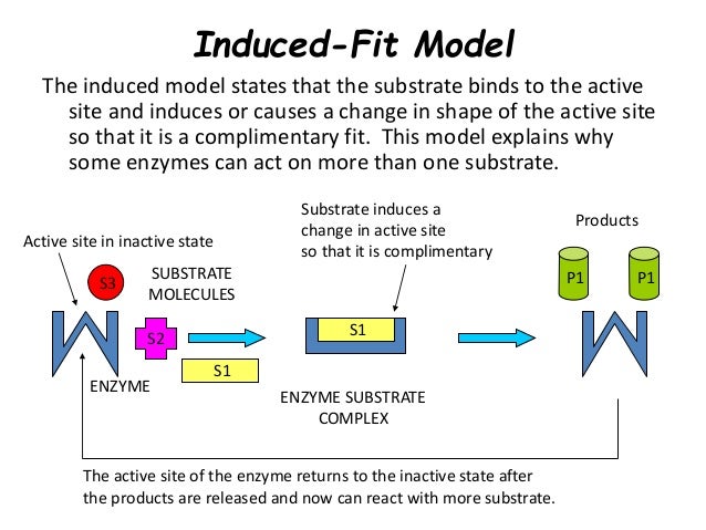 Enzymes Induced Fit Model