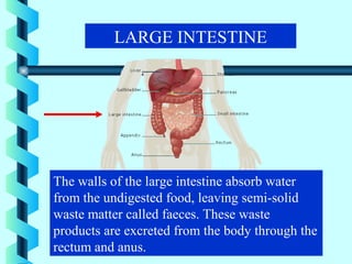 Human+digestive+system | PPS