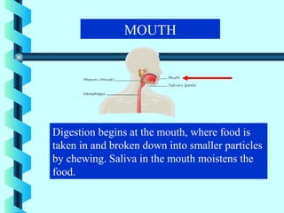 Human+digestive+system | PPS | Food & Drink