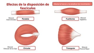 6 sistema muscular version libro tortora | PPTX