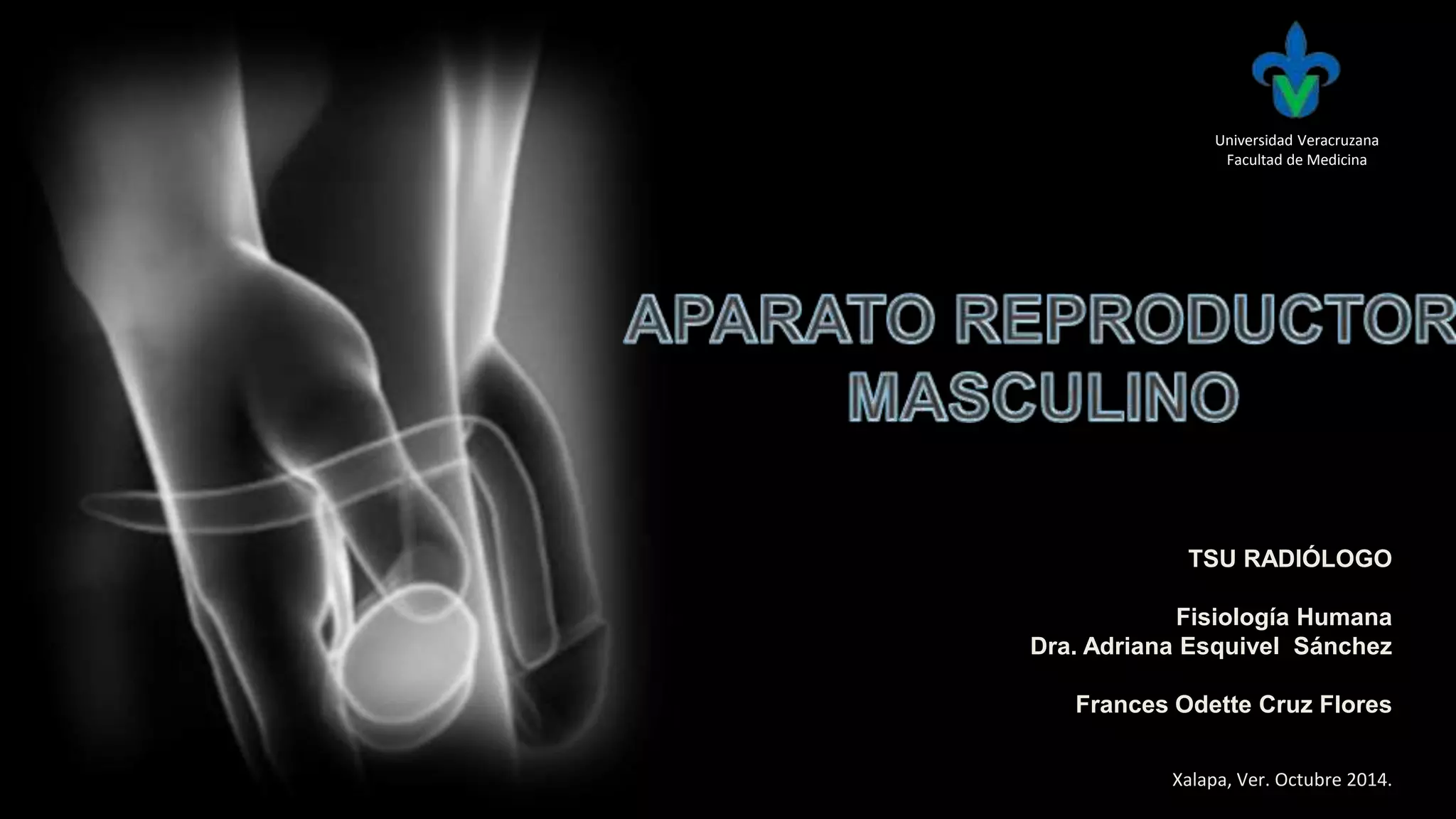 Anatomía y Fisiología - Aparato Reproductor Masculino | PPT