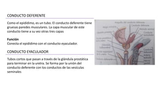 Anatomía y Fisiología - Aparato Reproductor Masculino | PPTX