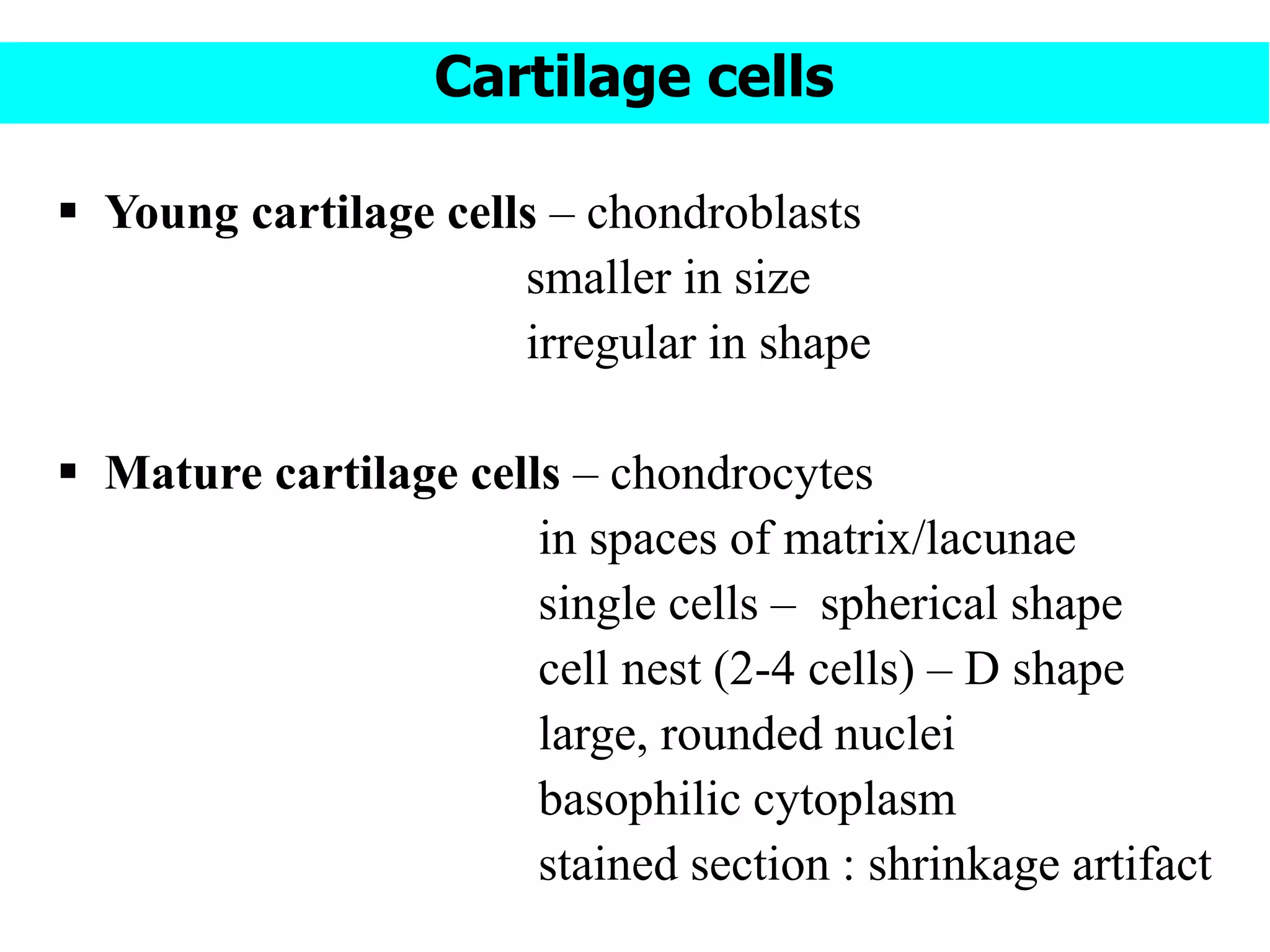 Skeletal tissue.pdf