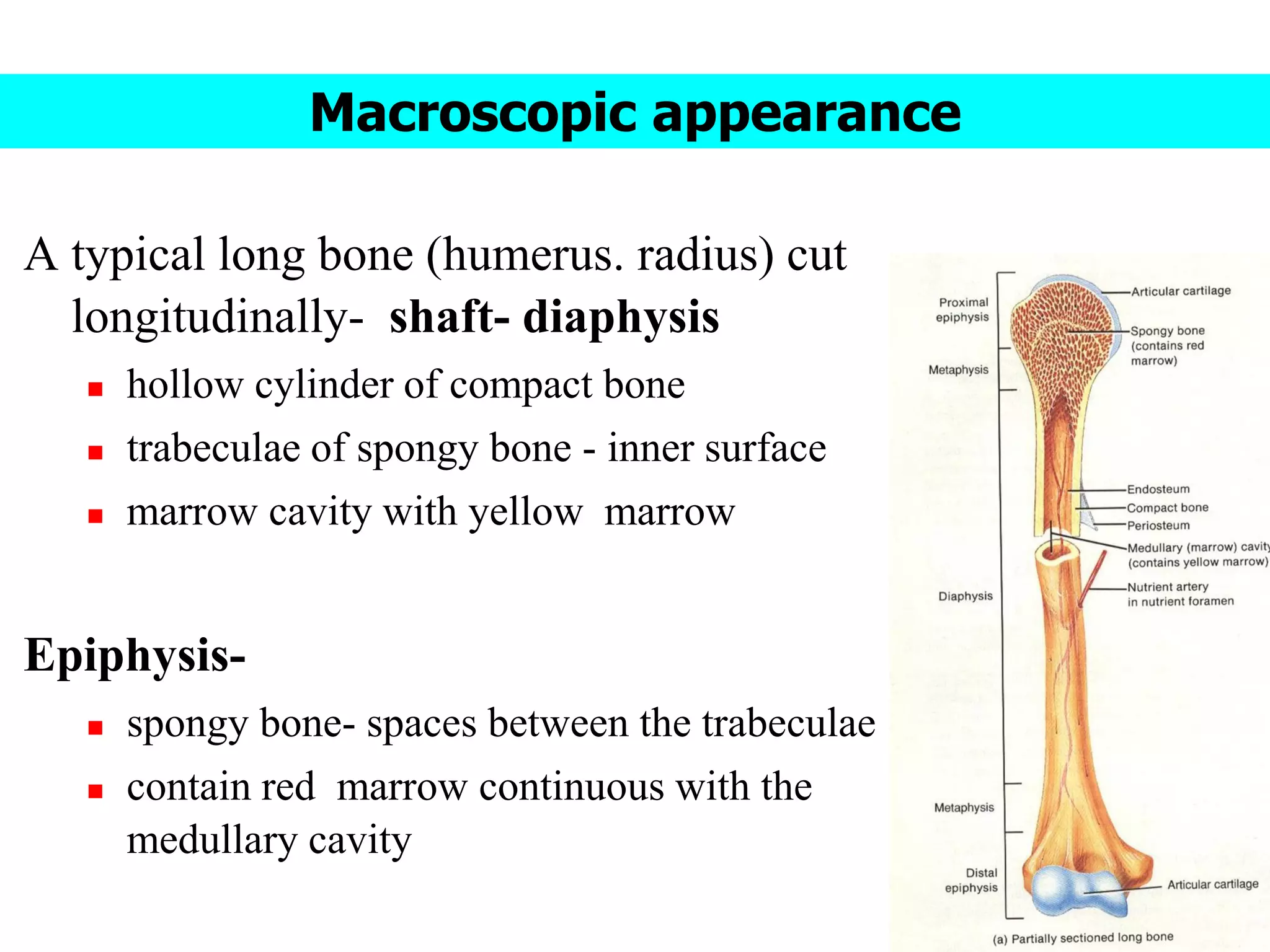 Skeletal tissue.pdf