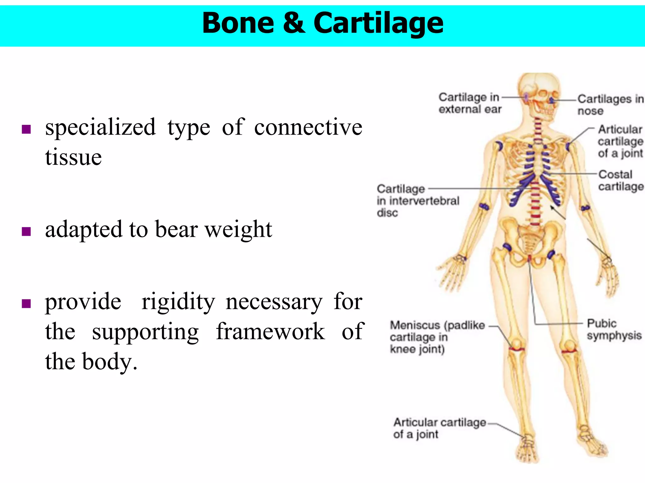 Skeletal tissue.pdf