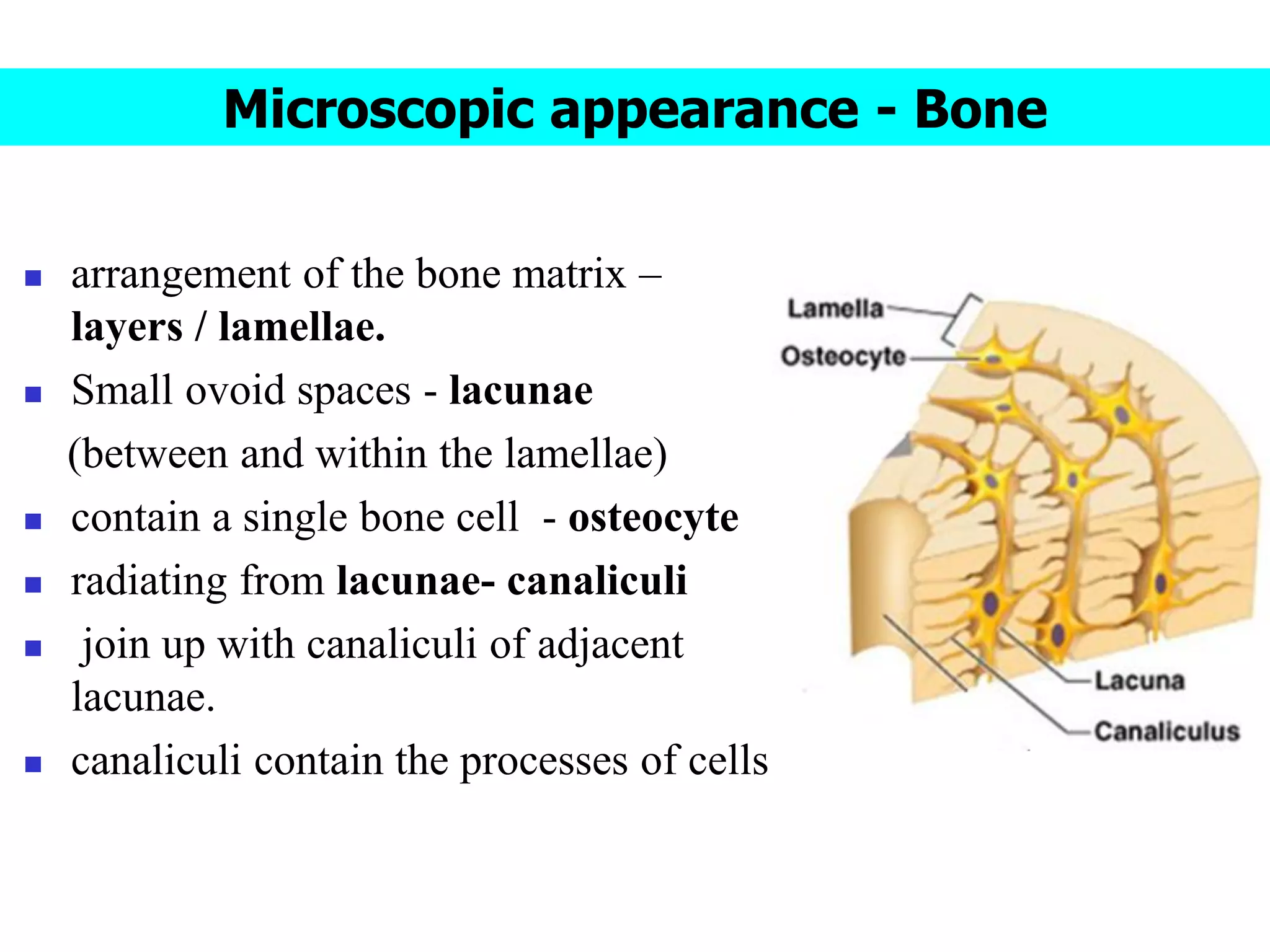 Skeletal tissue.pdf
