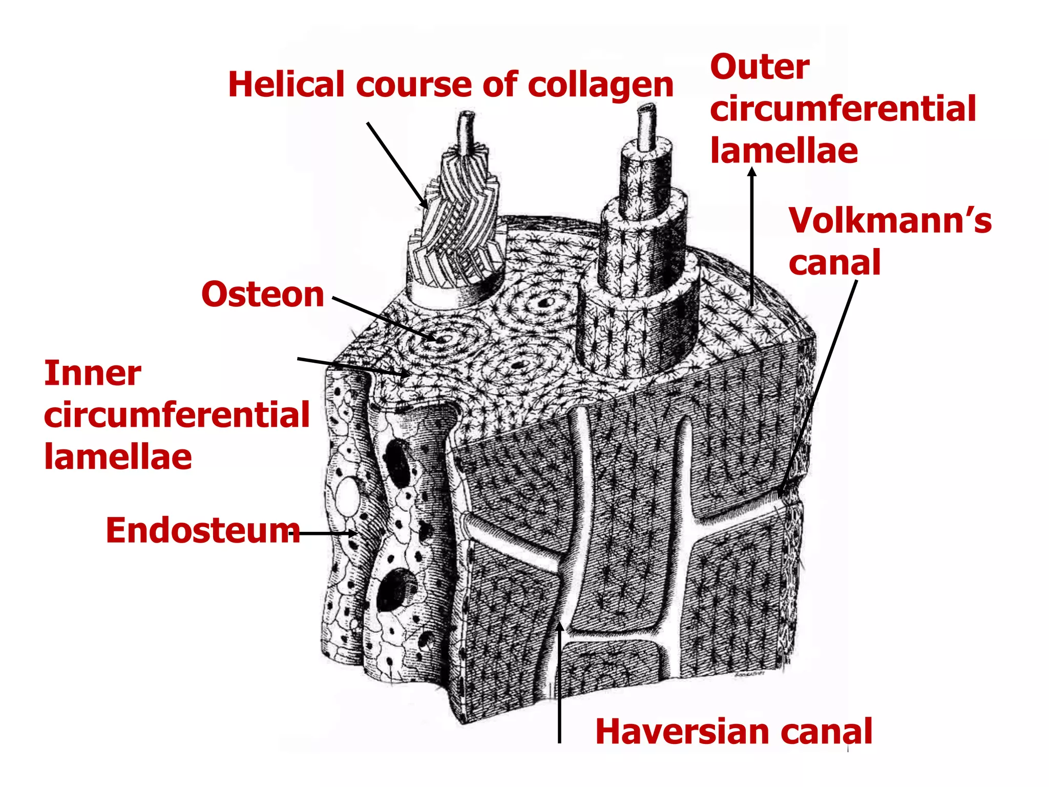 Skeletal tissue.pdf