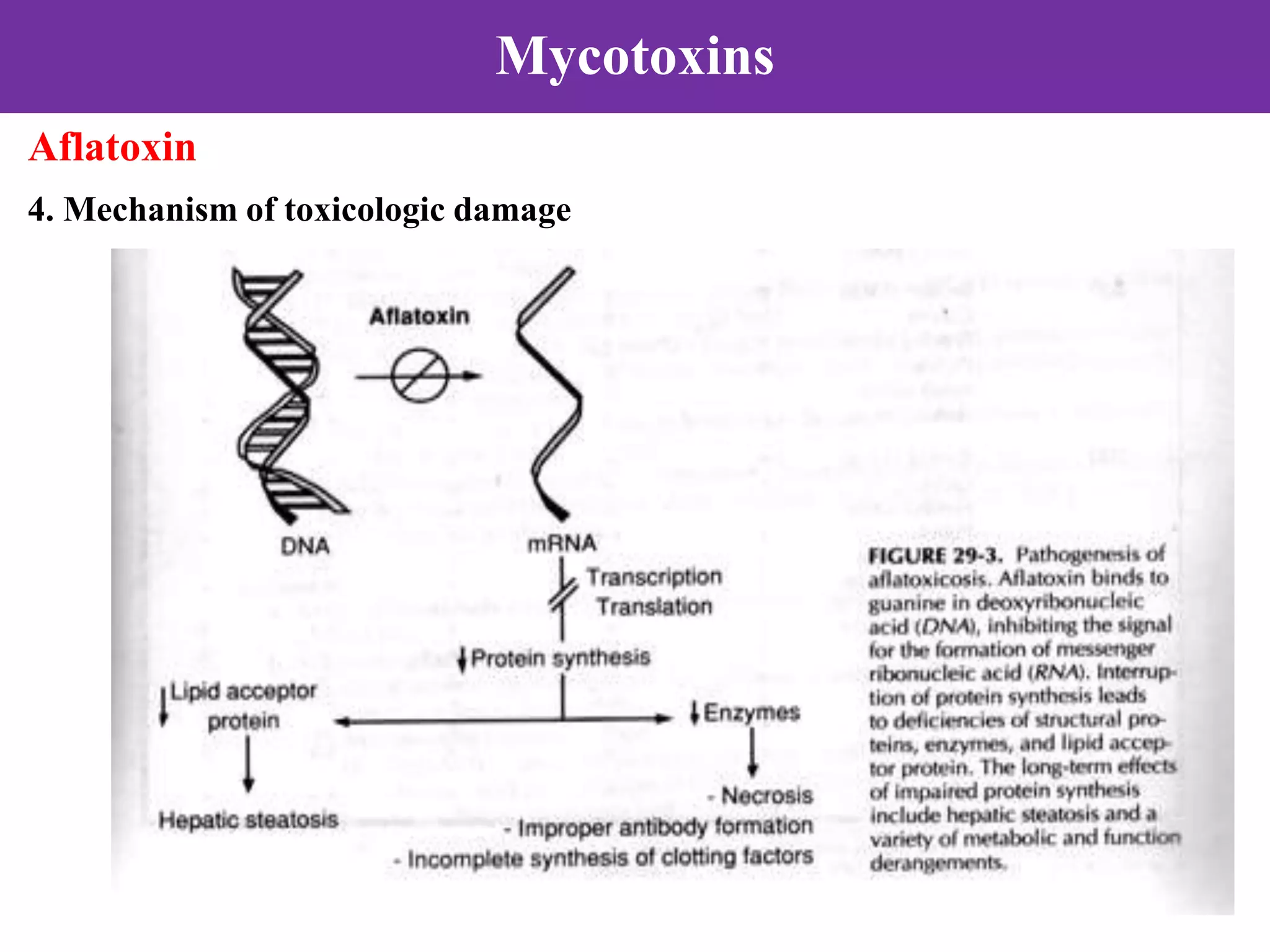 6T. AGM Mycotoxicoses in food.pptx
