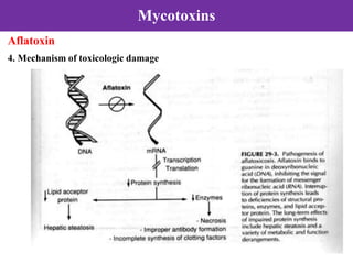 6T. AGM Mycotoxicoses in food.pptx