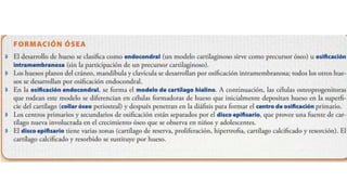 6) TEJIDO ÓSEO (GENERALIDADES Y FUNCIÓN).pptx