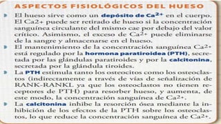 6) TEJIDO ÓSEO (GENERALIDADES Y FUNCIÓN).pptx
