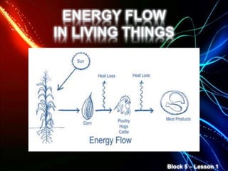 6th - Block 5 - Energy Flow | PPTX | Nutrition | Healthy Living