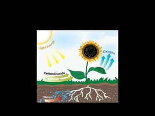 6th - Block 5 - Energy Flow | PPTX | Nutrition | Healthy Living