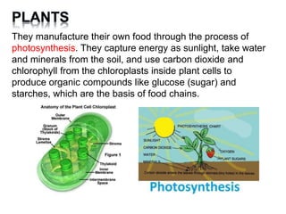 6th - Block 5 - Living Things Are Sources Of Nutrients | PPTX