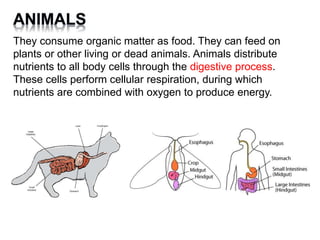 6th - Block 5 - Living Things Are Sources Of Nutrients | PPT