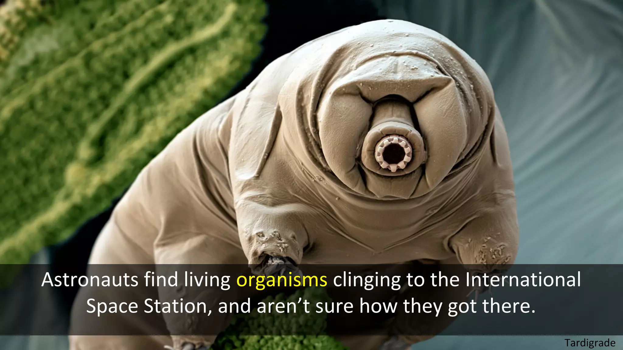 Lesson 15 - Ecology for Kids - 2019 | PPT