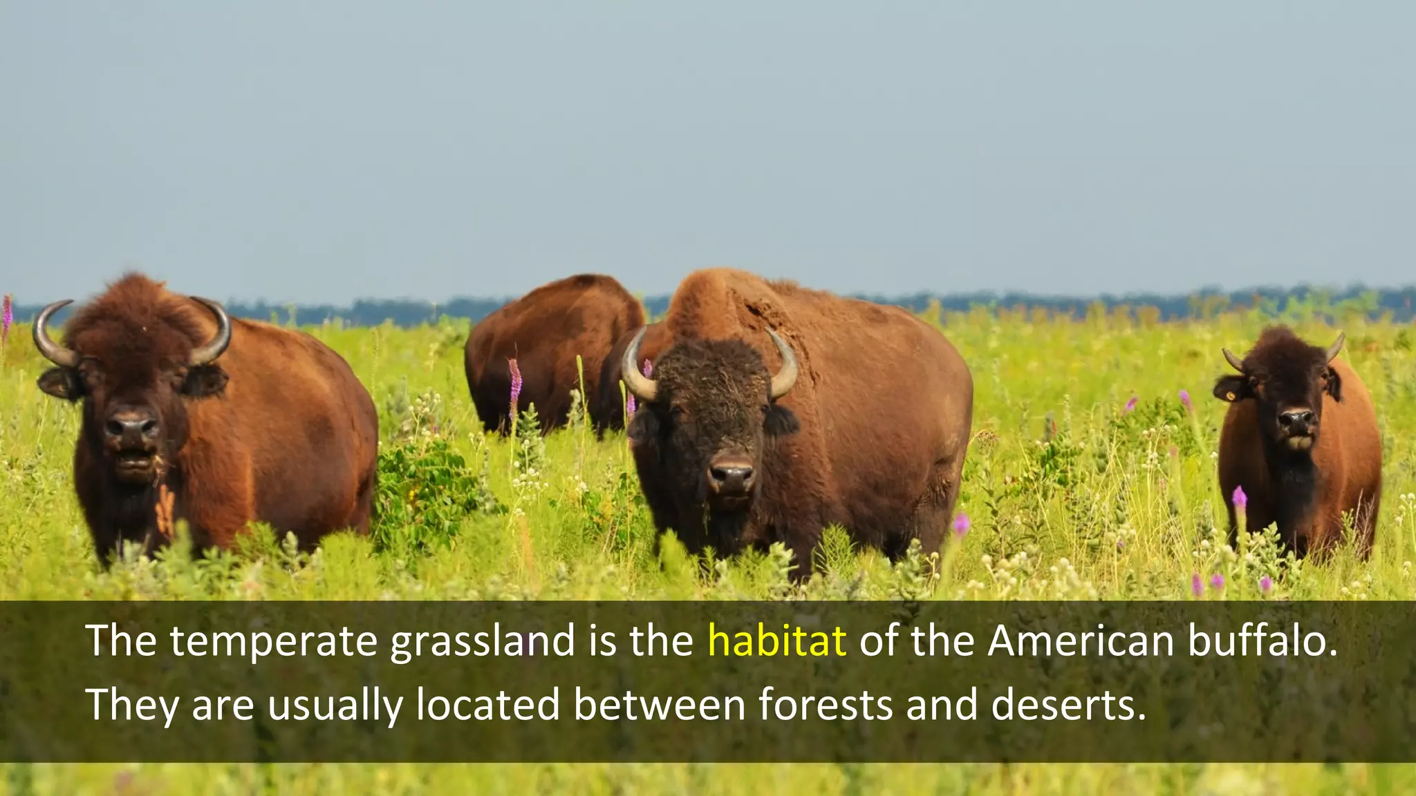 Lesson 15 - Ecology for Kids - 2019 | PPT