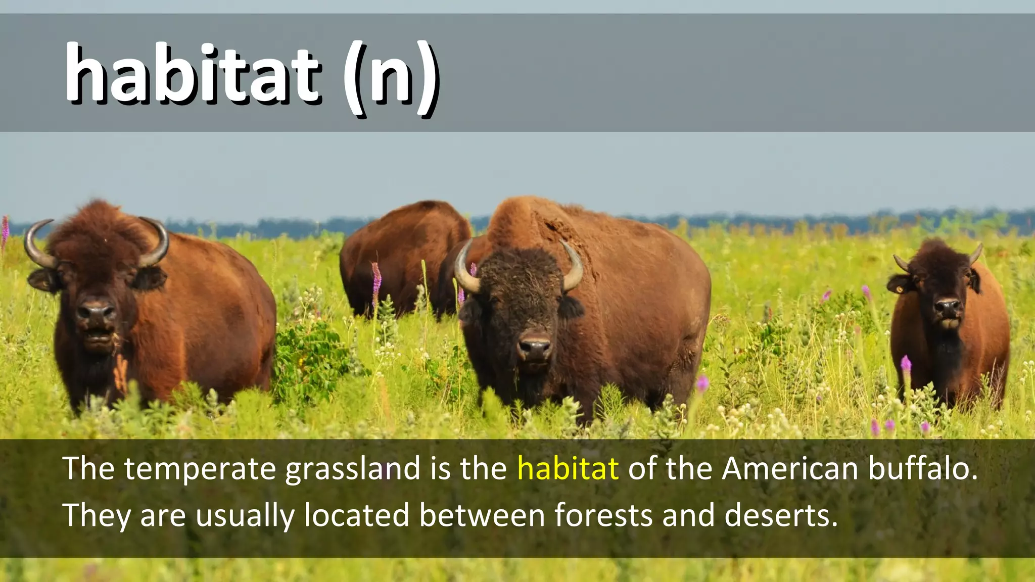 Lesson 15 - Ecology for Kids - 2019 | PPT