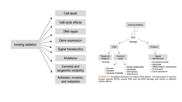 6th radiobiology- cell survival curves | PPTX | Cancer | Diseases and ...