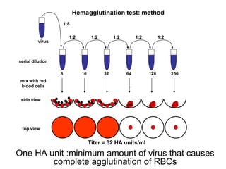 Antigen Antibody techniques 6 lecture | PPT