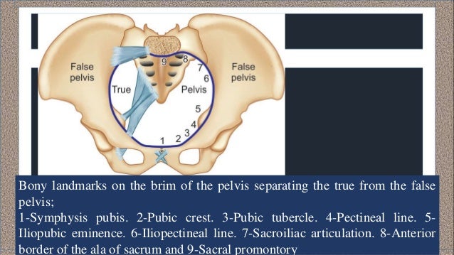 Mechanisms Of Labor