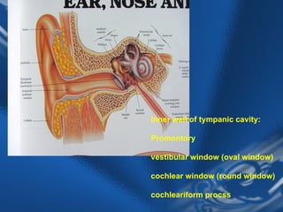 6 the ear | PPT