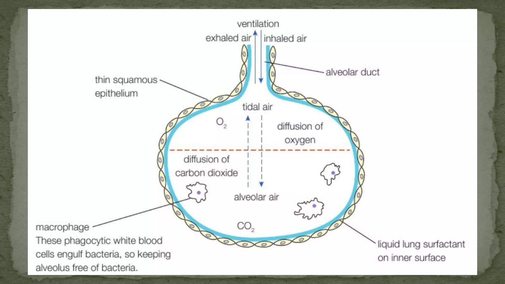 AS Biology - The mammalian gas exchange system | PPTX