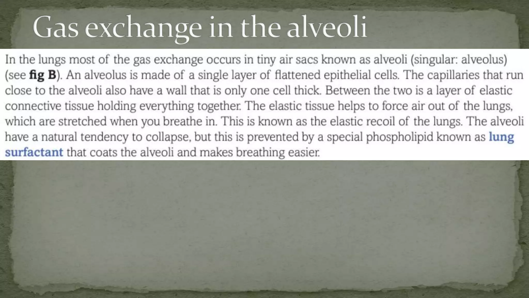 AS Biology - The mammalian gas exchange system | PPTX