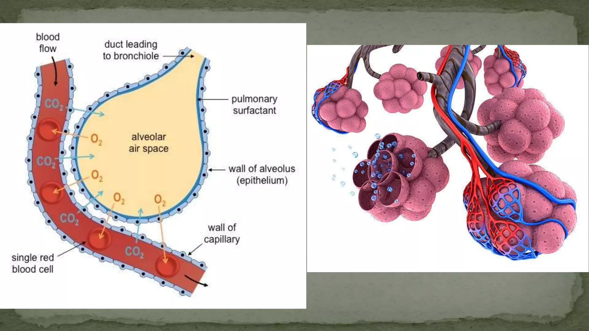 AS Biology - The mammalian gas exchange system | PPTX
