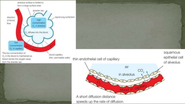 AS Biology - The mammalian gas exchange system | PPTX