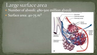 AS Biology - The mammalian gas exchange system | PPTX