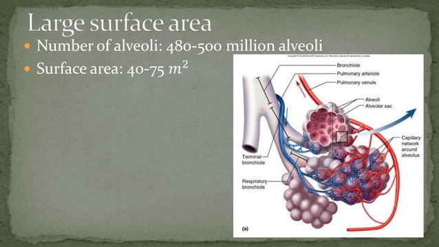 AS Biology - The mammalian gas exchange system | PPTX