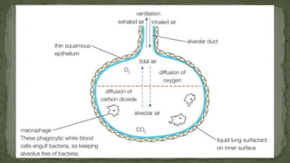 AS Biology - The mammalian gas exchange system | PPTX