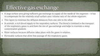 AS Biology - The mammalian gas exchange system | PPTX