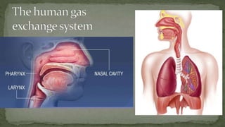 AS Biology - The mammalian gas exchange system | PPTX